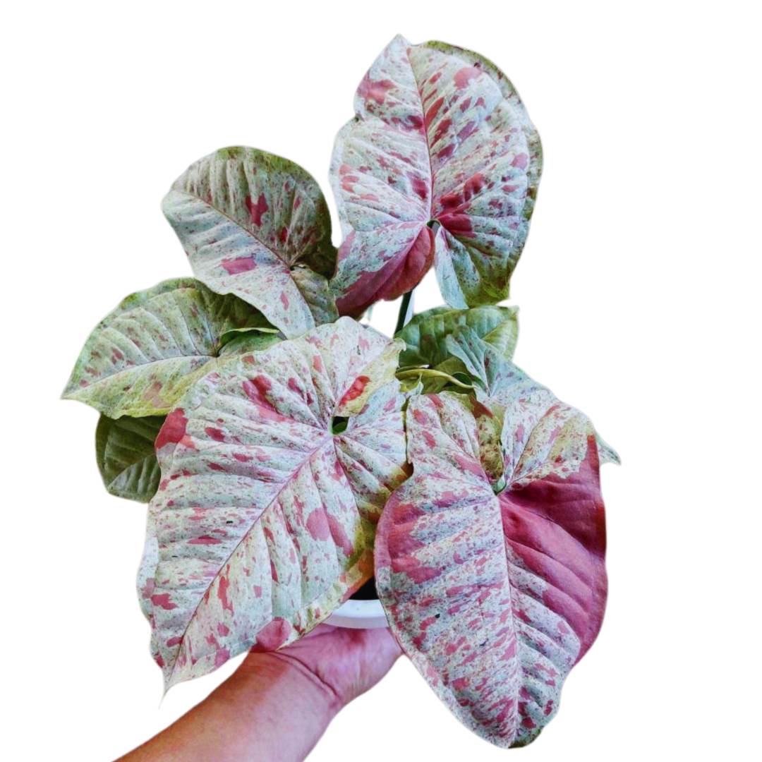 Syngonium Milk Confetti
