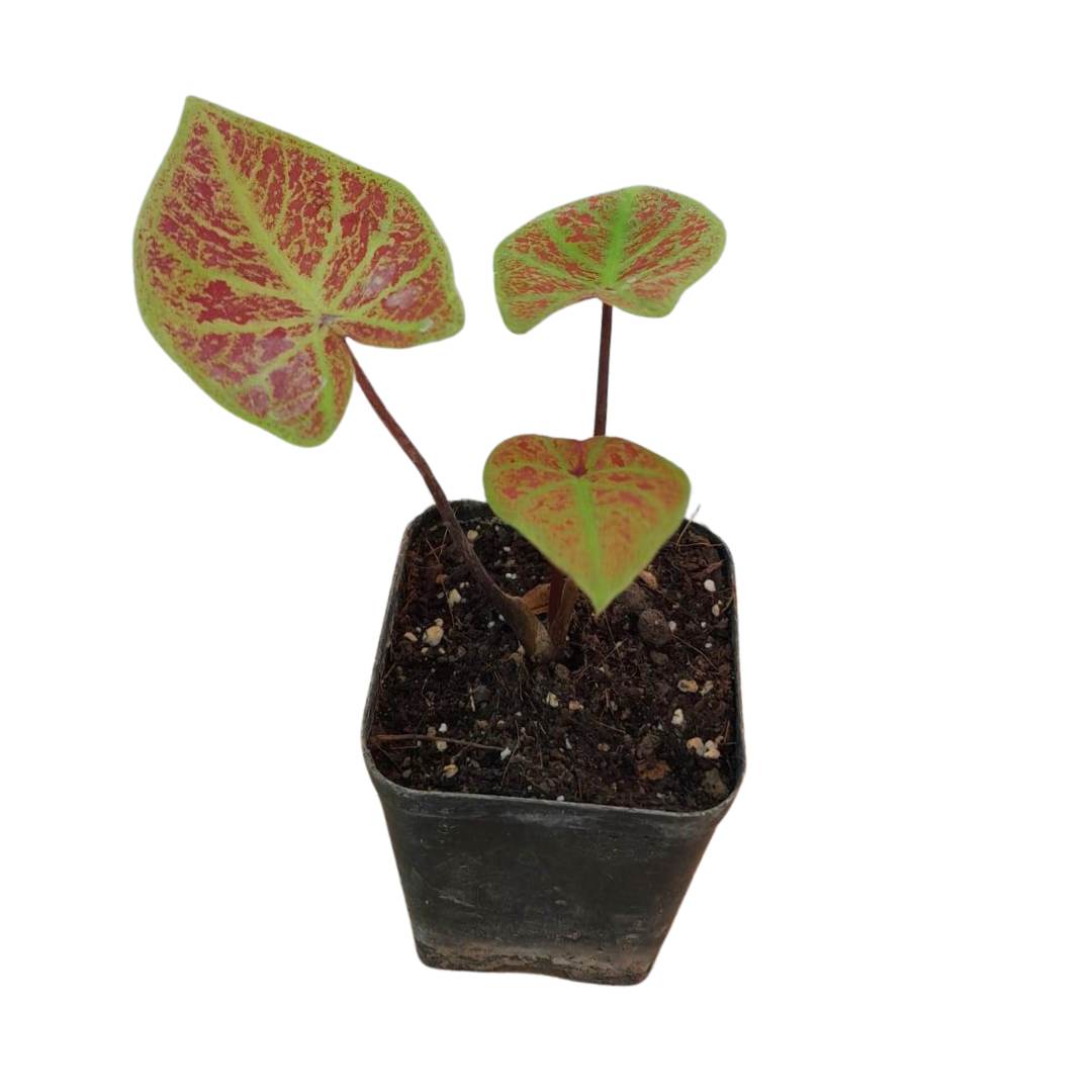 Mix Colored Caladium