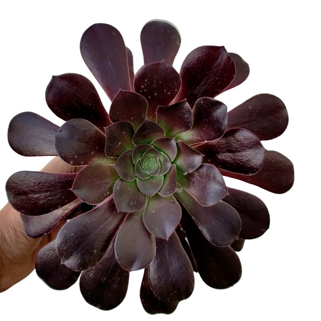 Endearing Succulents