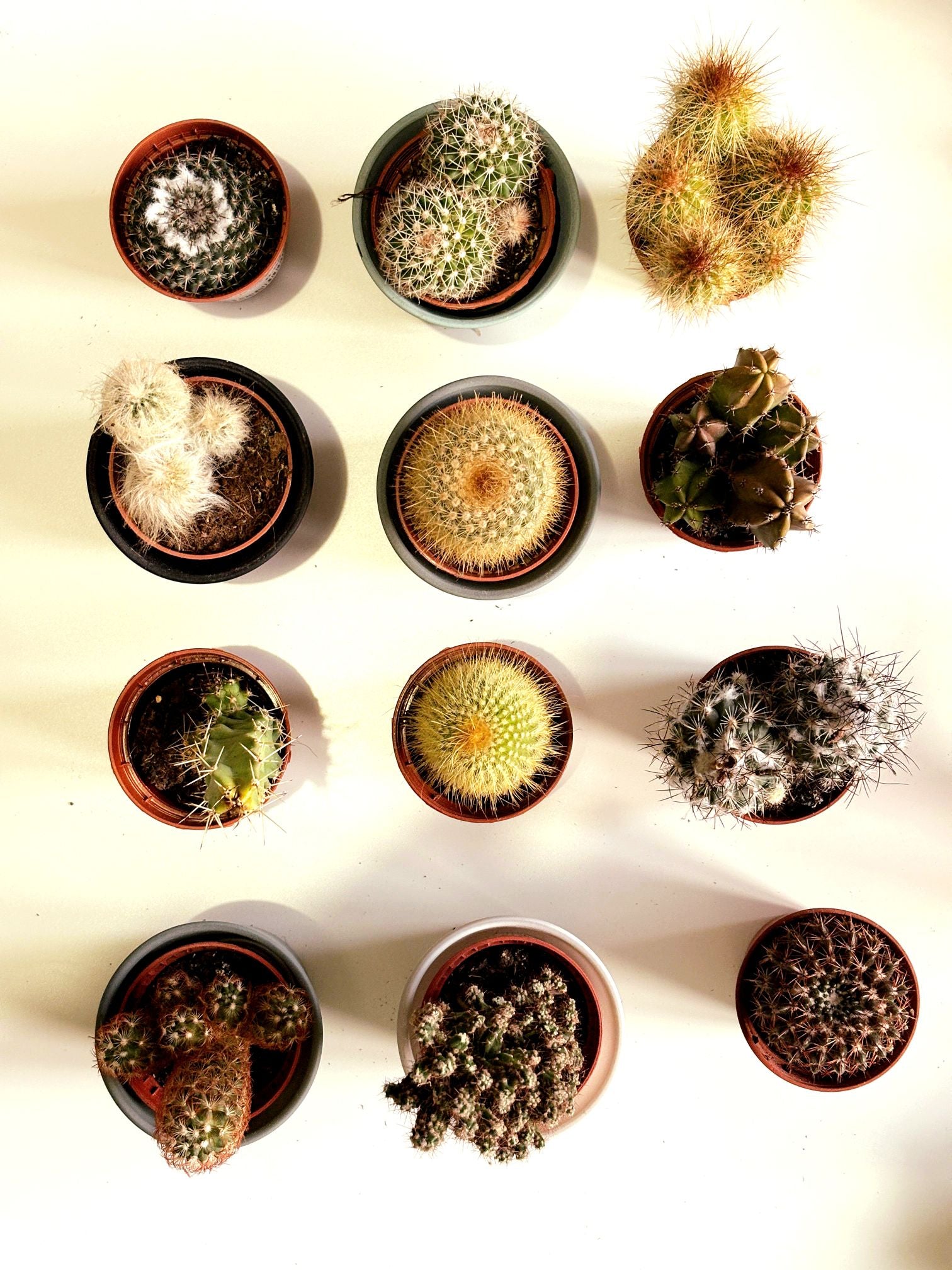 Cactus One Random Plant