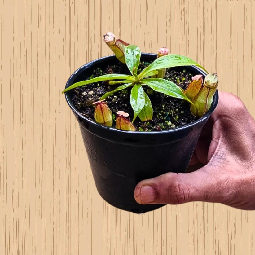 Pitcher Plant, Insectivorous Plants