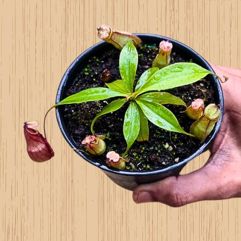 Pitcher Plant, Insectivorous Plants