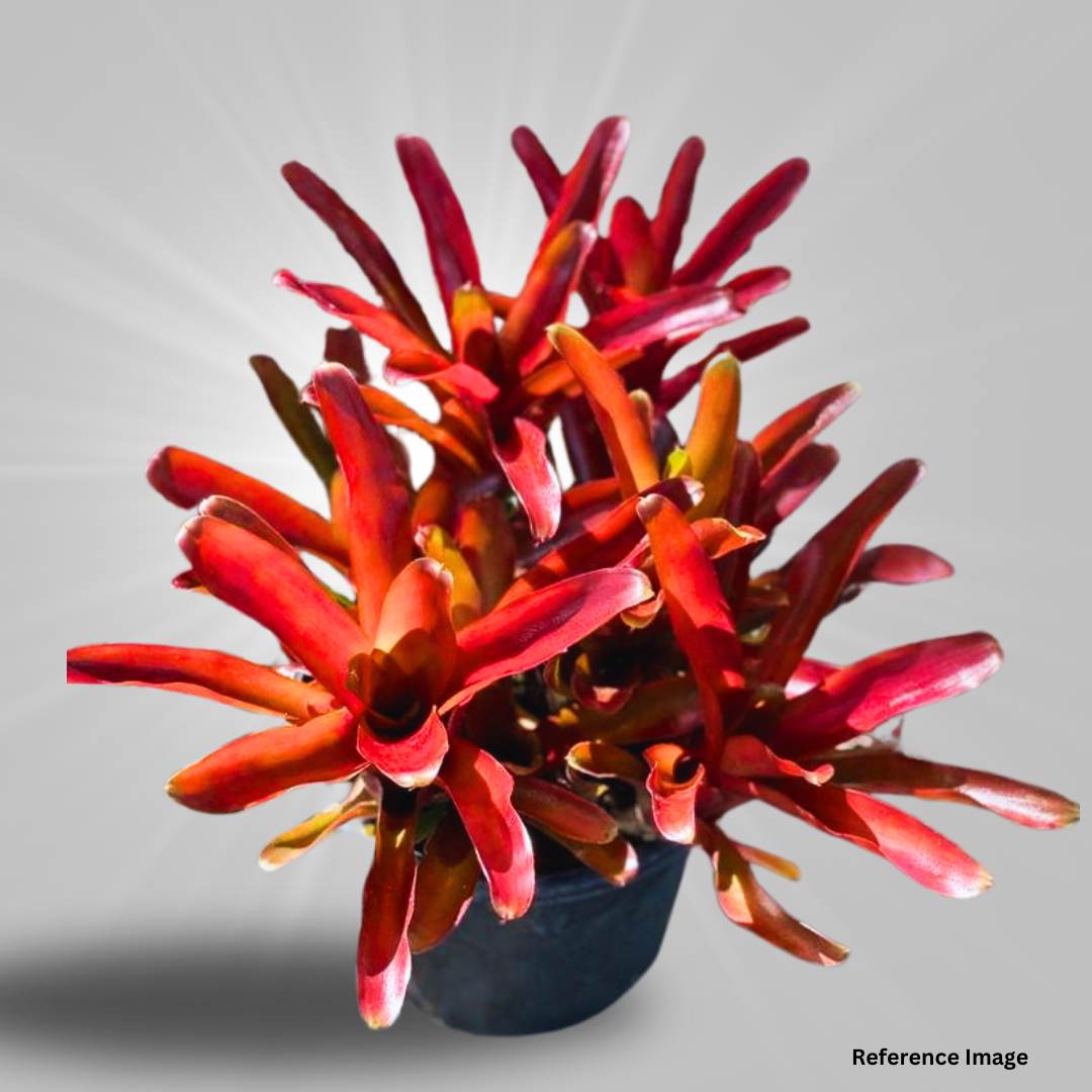 Neoregelia Red Fireball bromeliad