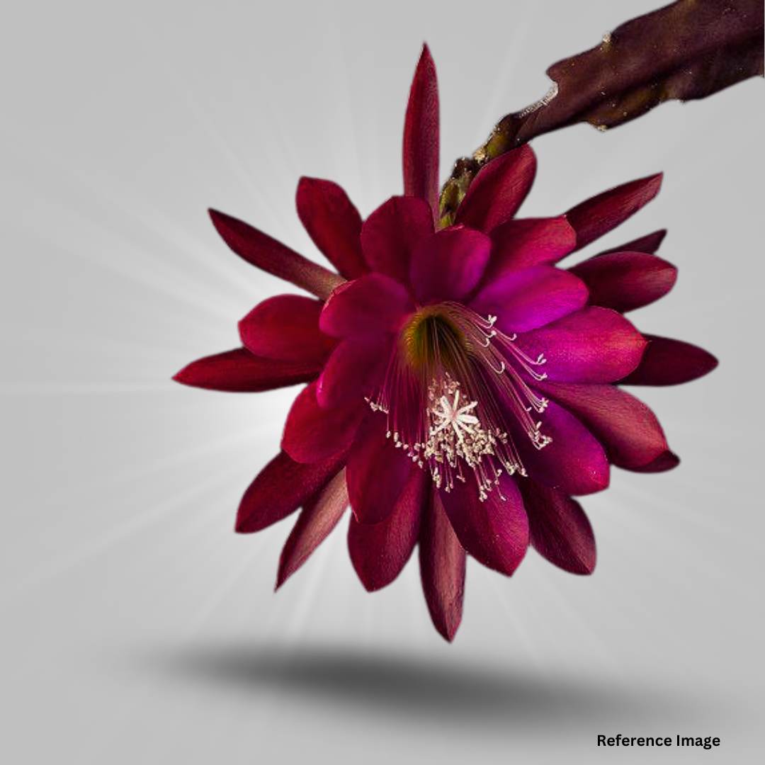Brahma Kamal Plant Price | Buds N Blush