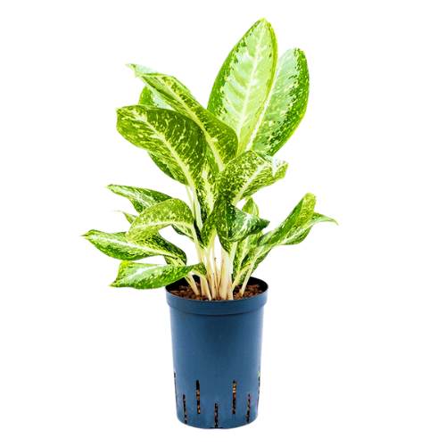 Aglaonema Manila White