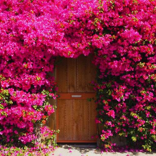 Pink Bougainvillea Plant, Dwarf Bougainvillea Plant