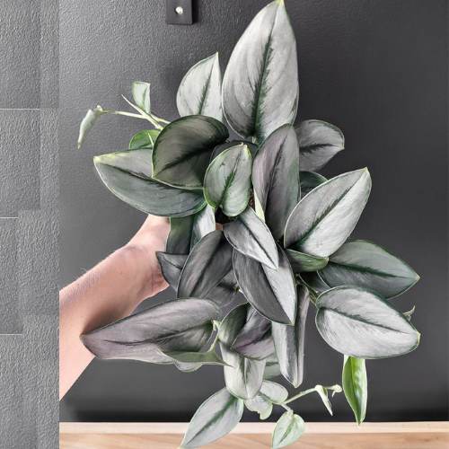 Rare Scindapsus Treubii Moonlight