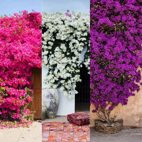 Bougainvillea Plant Colors Bougainvillea Various Colors