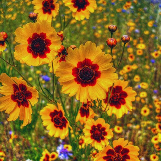 Coreopsis Dwarf Mayfield