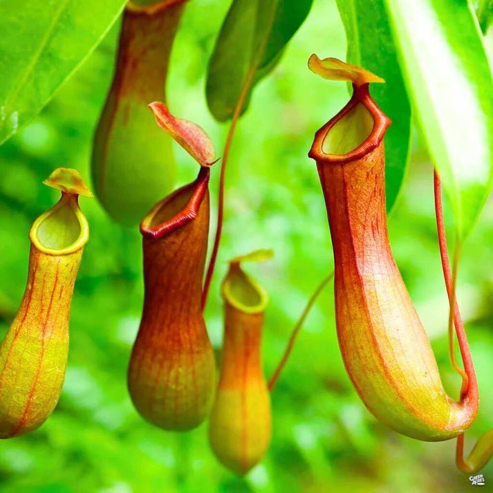 Pitcher Plant, Insectivorous Plants
