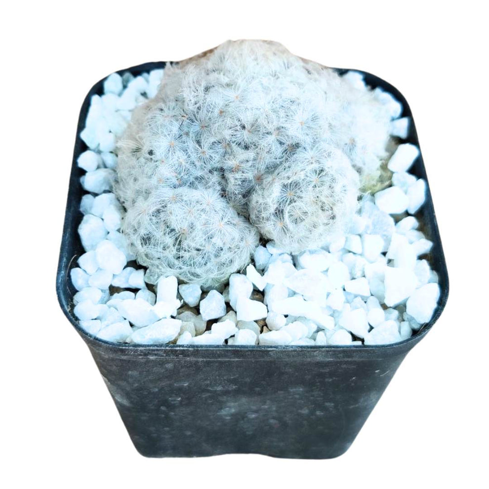 Powder Puff Cactus / Mammilaria Bocasana / Majestic Rare Cactus