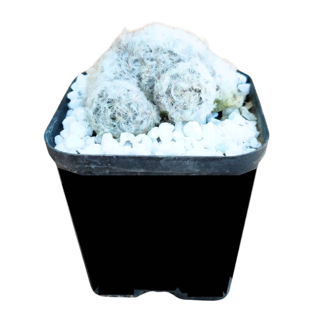Powder Puff Cactus / Mammilaria Bocasana / Majestic Rare Cactus