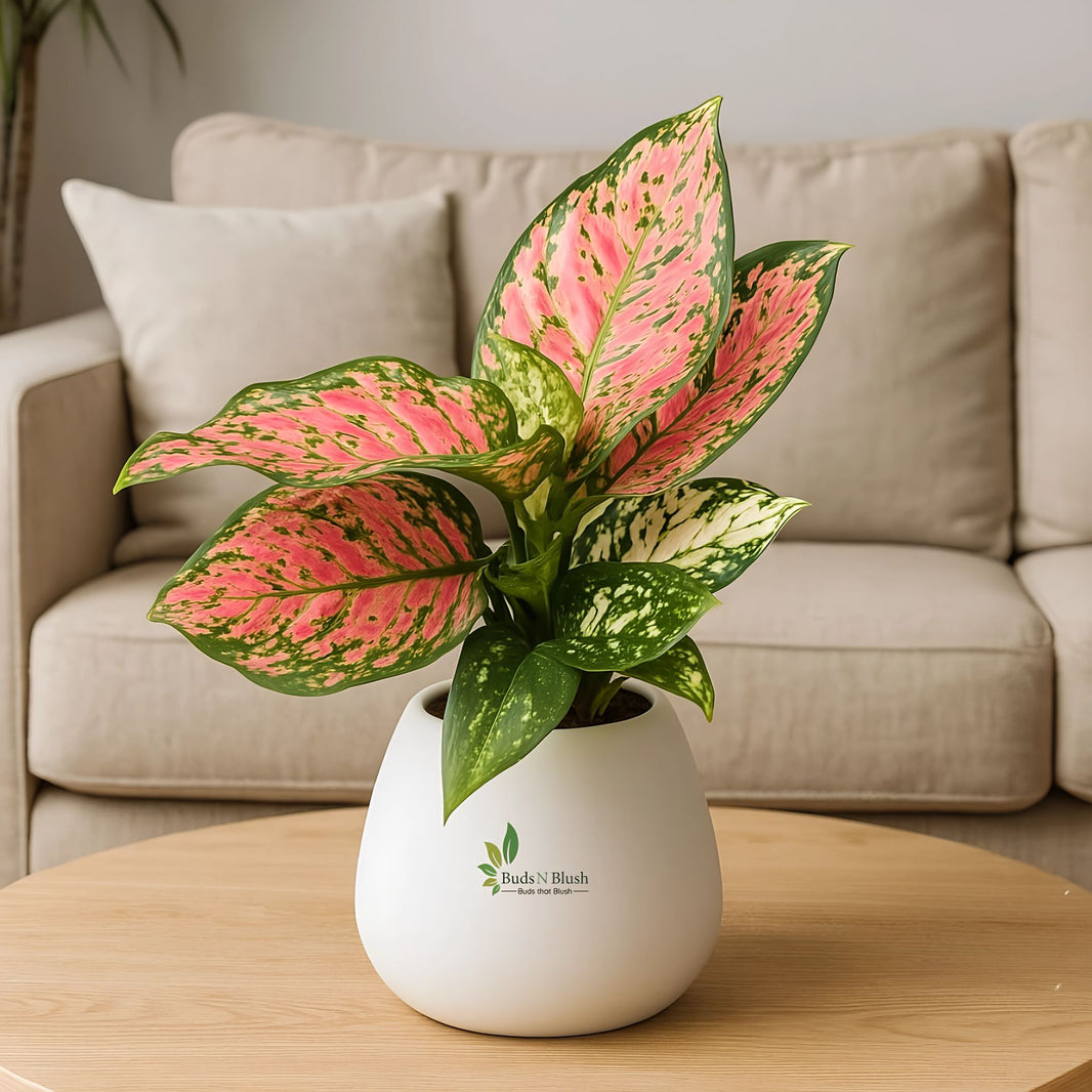 Elegant Indoor Plants