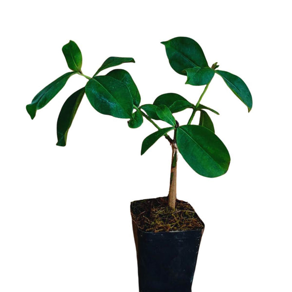 Giant Red Allamanda Creeper