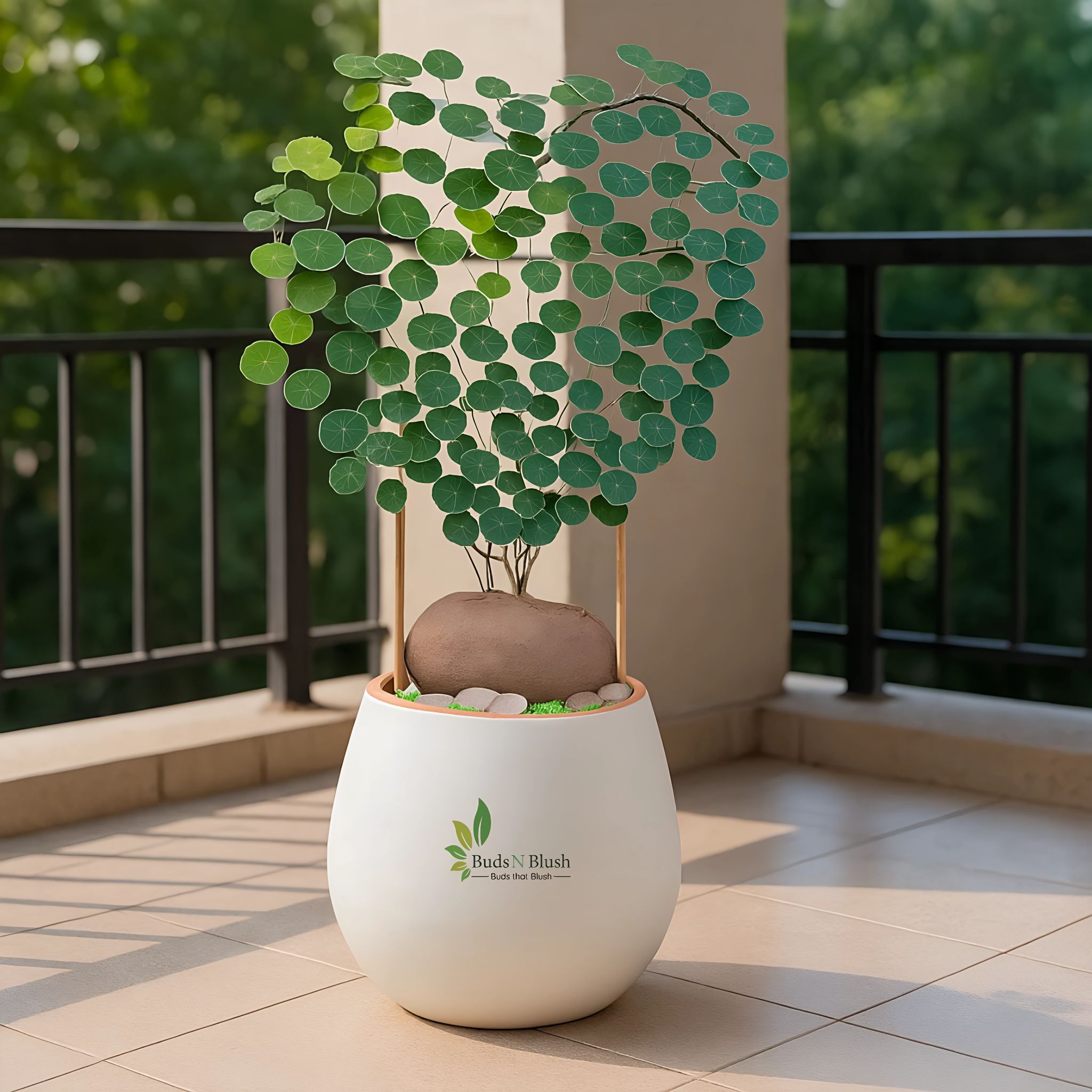 Stephania Rotunda Caudiformous Vine