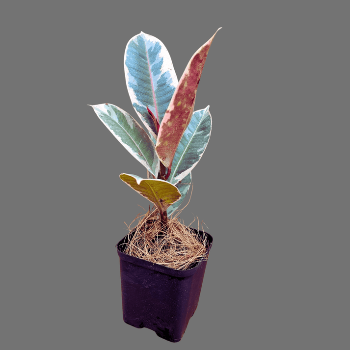Rubber Plant Variegated , Tineke