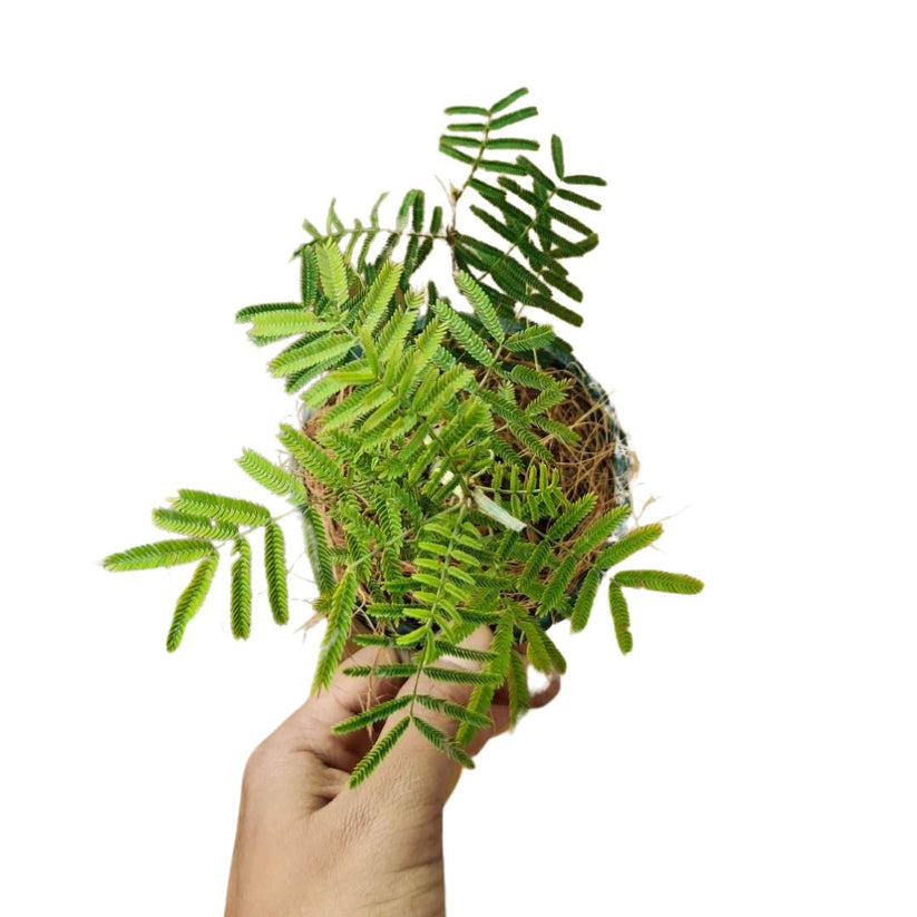 Holy Shami Plant Online | Shiva’s Plant | Buds N Blush