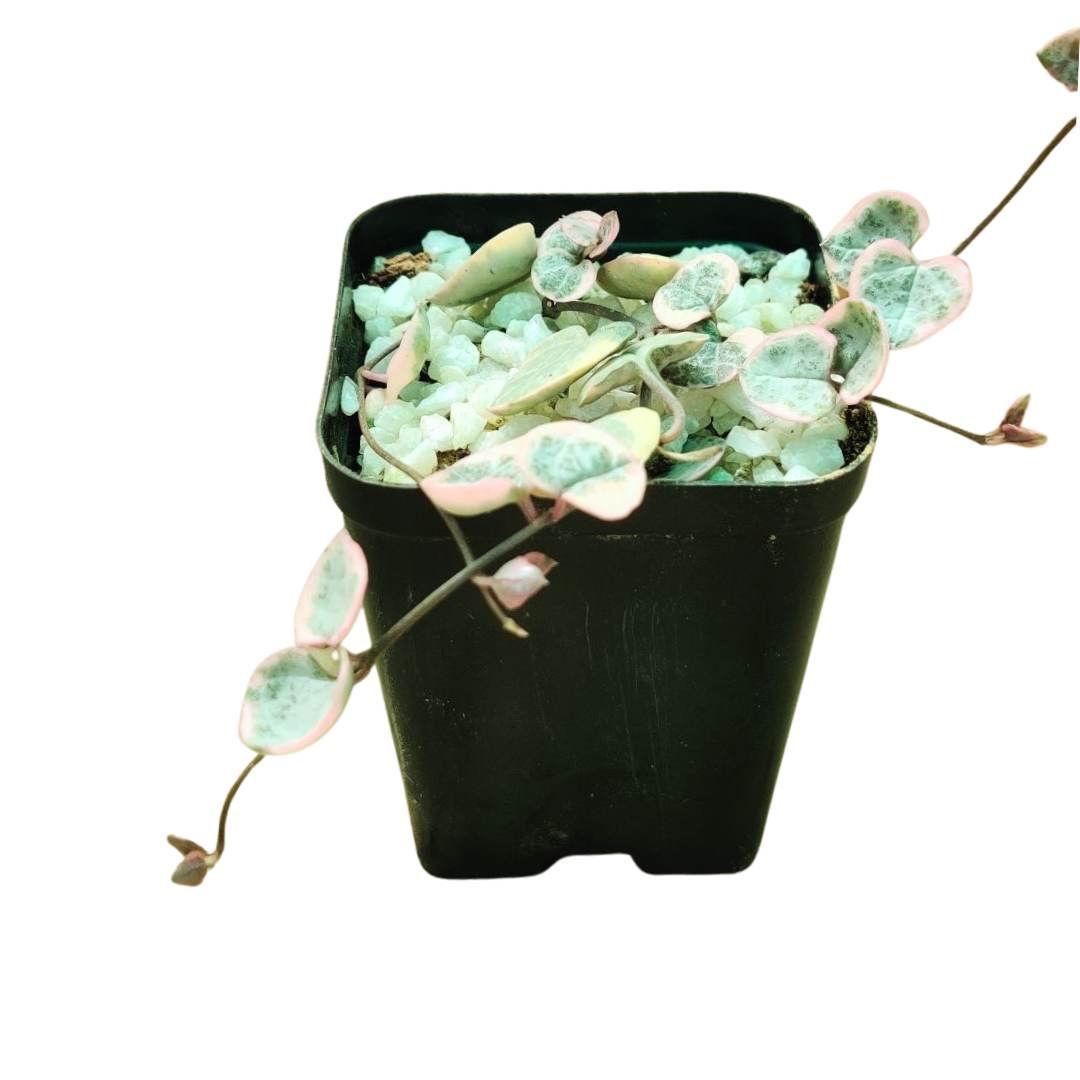 String of Hearts Plant Variegated | Buds N Blush