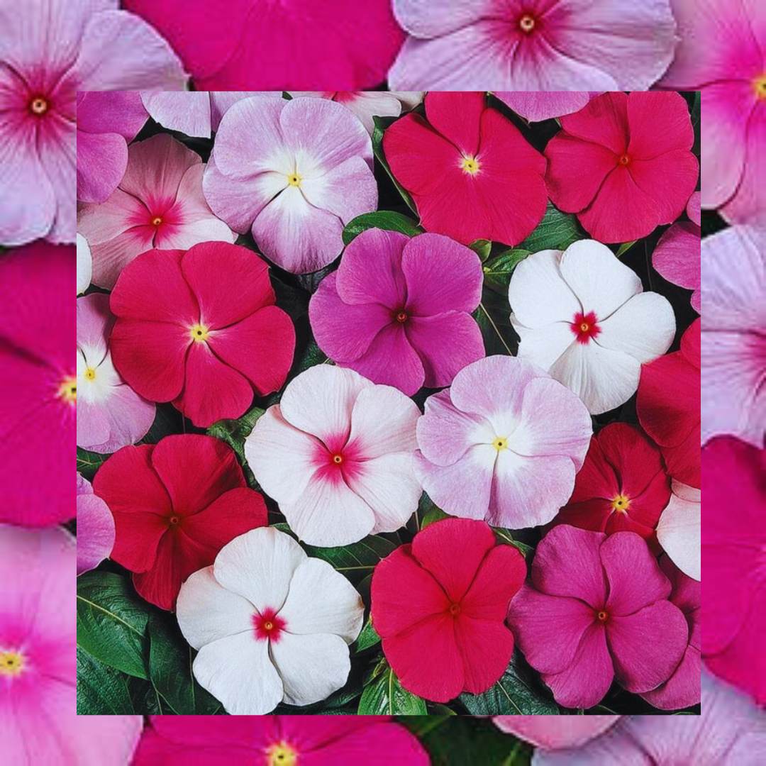 Vinca Pacifica Mix
