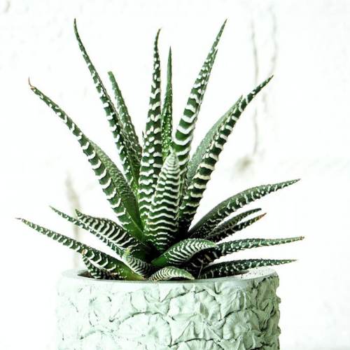 Succulent Zebra Plant Care