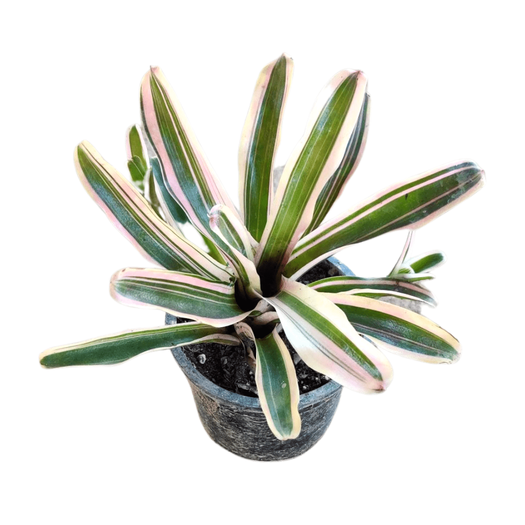 Neoregelia Bromeliad White Striped, Indoor Plants