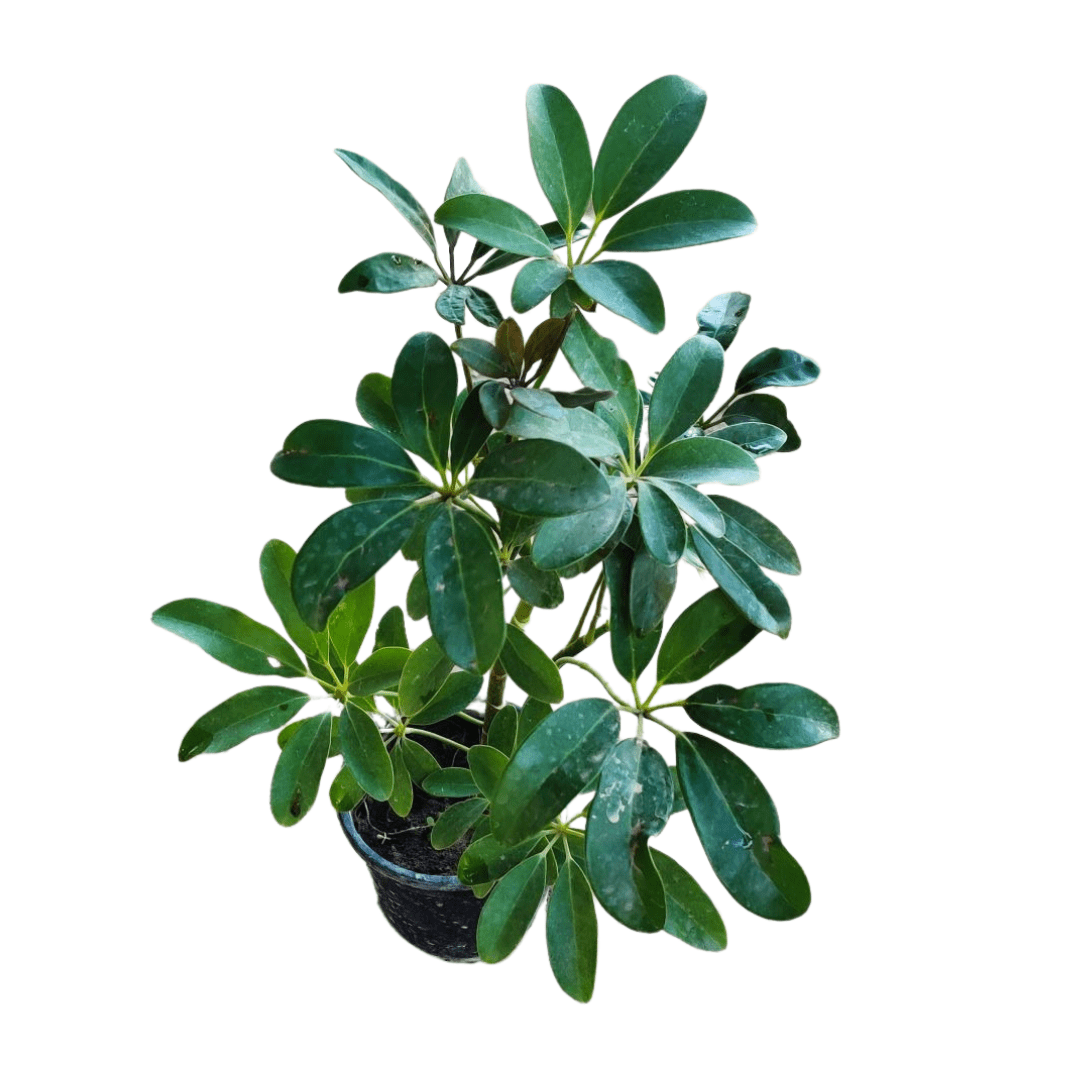 Umbrella Plant Green / Schefflera Plant / Indoor Plant
