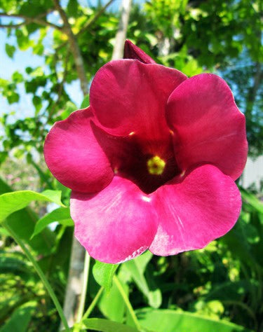 Giant Red Allamanda Creeper
