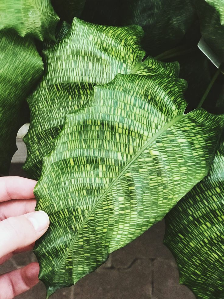 Calathea Musaica Indoor Plant