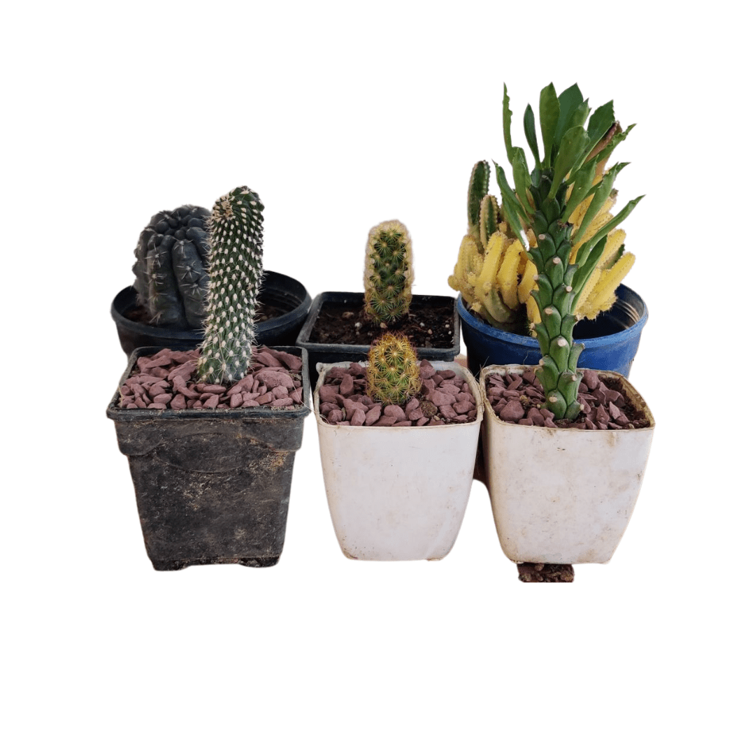 Cactus One Random Potted Plant, Cactus Plant Bulk Rate