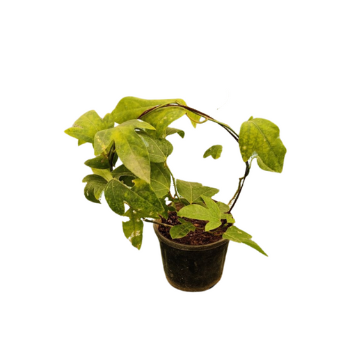Krishna Kamal Creeper, Passion Flower-Fruit