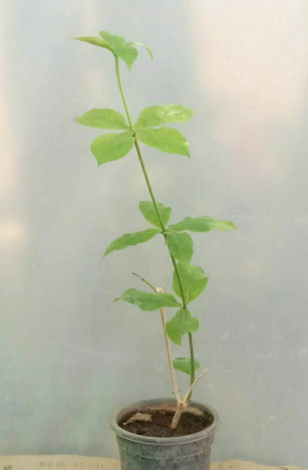 Giant Red Allamanda Creeper