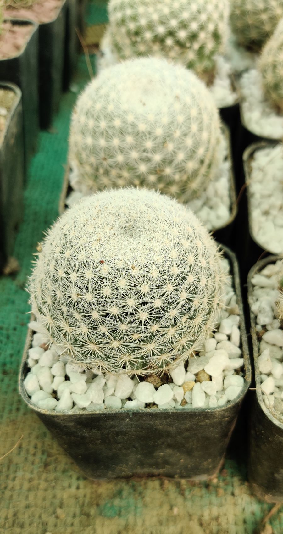 Majestic Rare Cactus