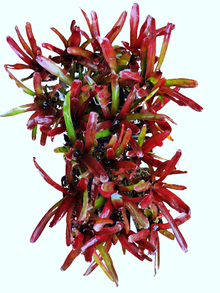 Neoregelia Red Fireball bromeliad