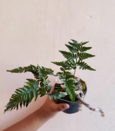 Rabbit foot fern