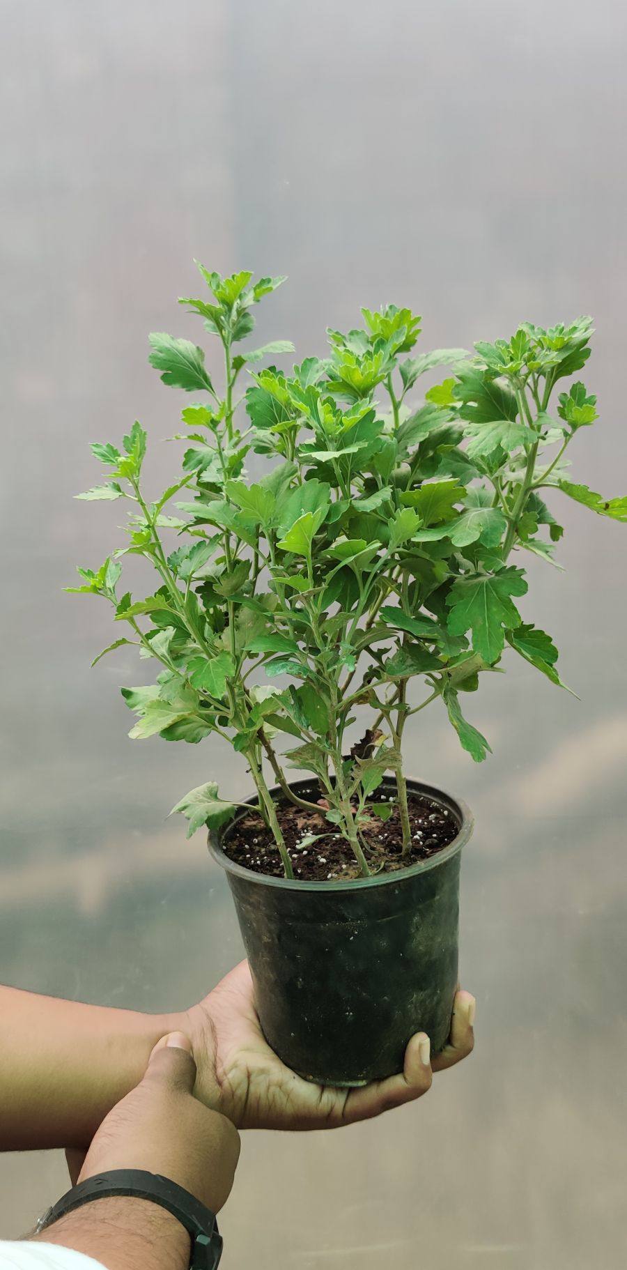 Chrysanthemum Set of Five