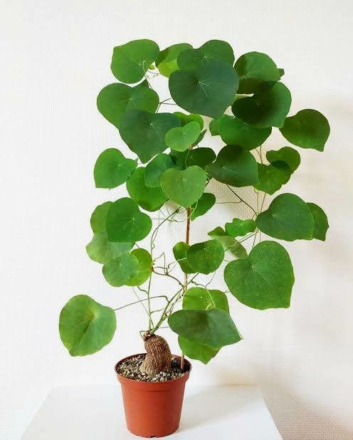 Stephania Rotunda Caudiformous Vine 800 Gm / Amazing medicinal Insta f