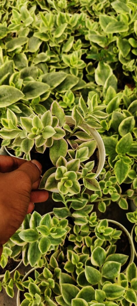 Baby Sun Rose Indoor Plant, Aptenia Variegated