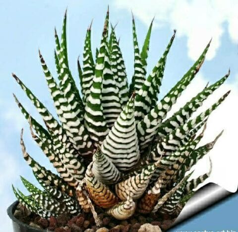 Zebra Plant Succulent, Haworthia Fasciata Succulent